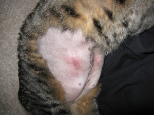 Cooper's Exploratory Surgery Story - Tabs & Tidbits