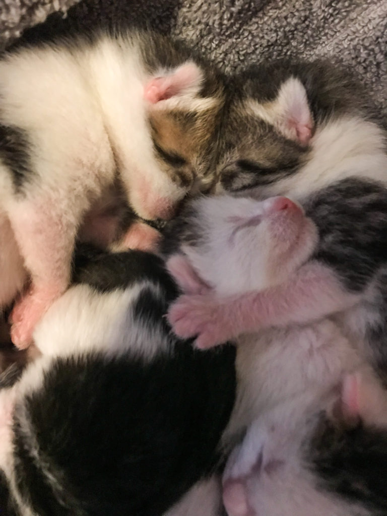 Feline Friday #8 - Tabs & Tidbits