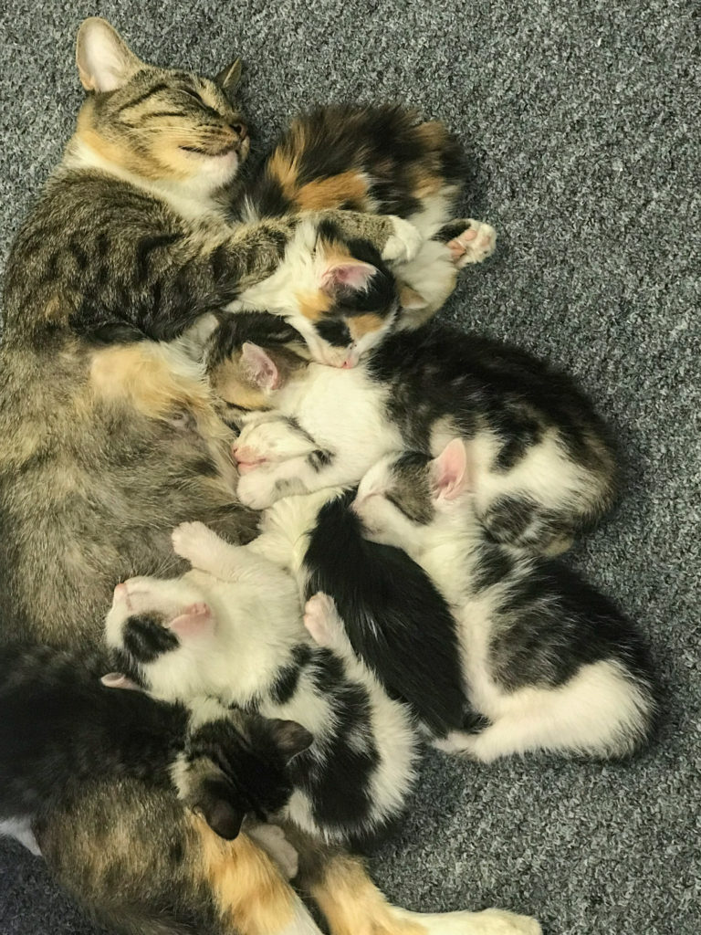 Feline Friday #9 - Tabs & Tidbits