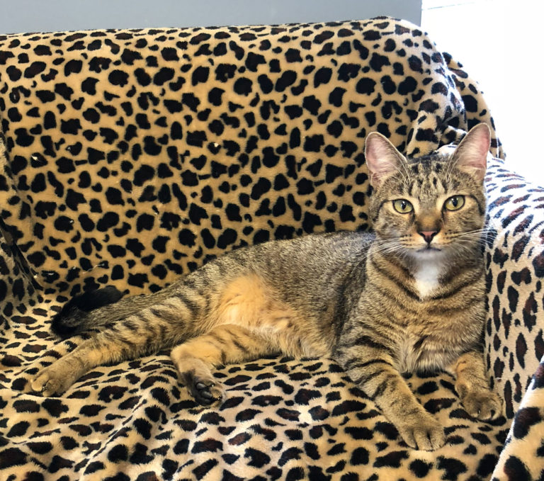 Tabby Tuesday #144 - Tabs & Tidbits