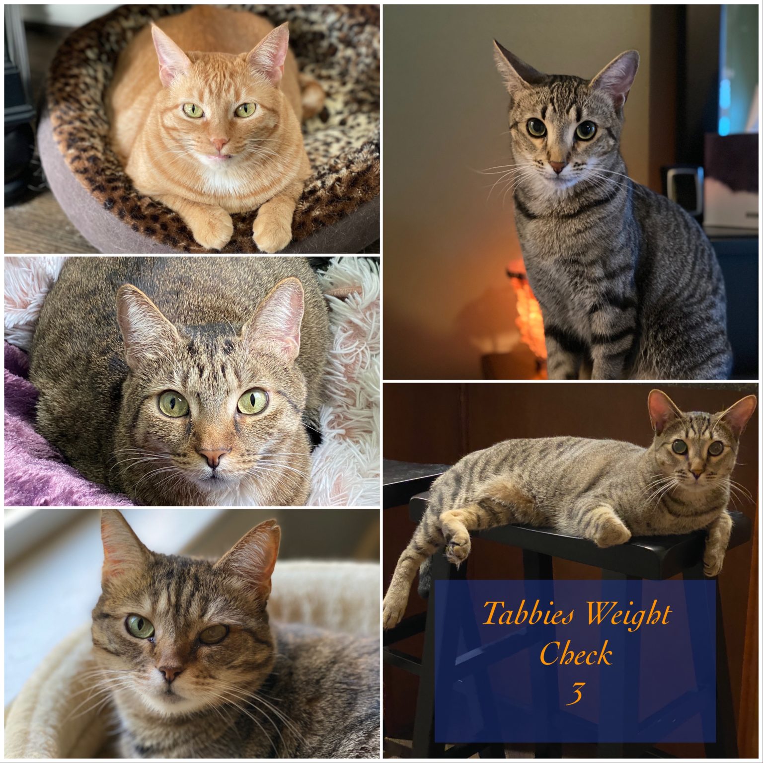 Tabbies Weight Check #3 - Tabs & Tidbits